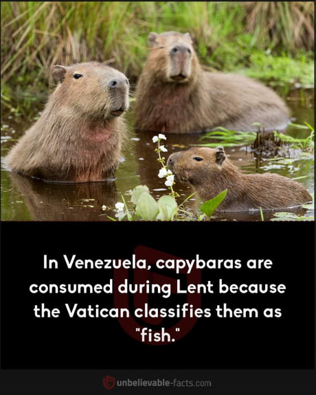 Best Funny capybara Memes - 9GAG
