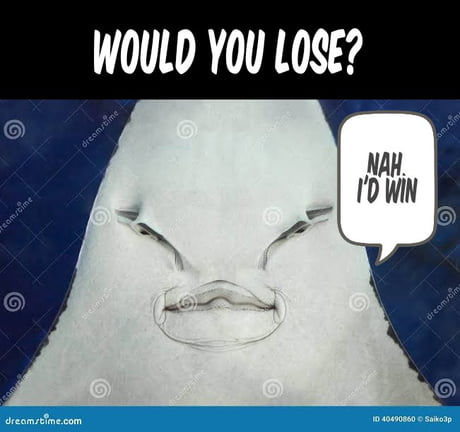 Stingray Memes