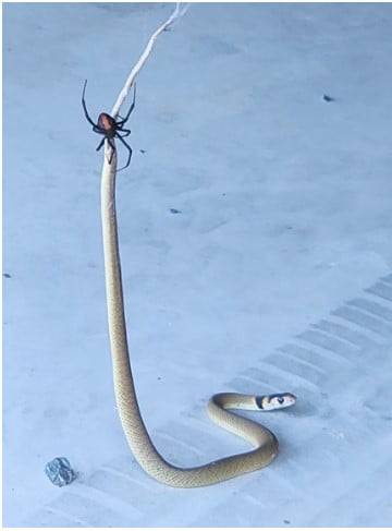 Redback spider vs eastern brown snake = both number two deadliest in ...