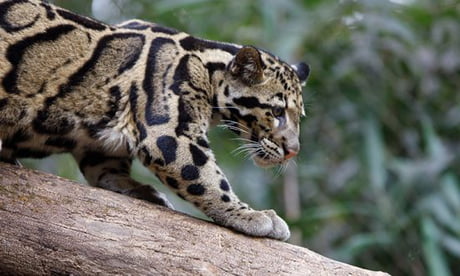 Formosan Clouded Leopard Extinct
