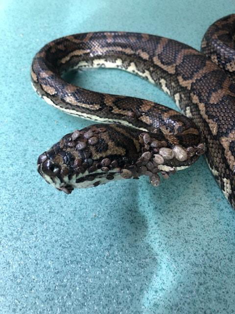 A Snake Covered In 511 Paralysis Ticks Discovered In Pool - 9GAG