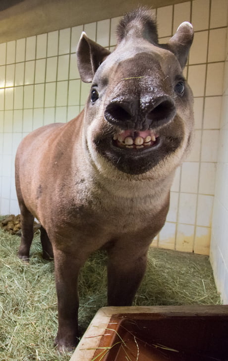 Tapir Smile