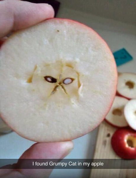 Funny Grumpy Cat Jesus