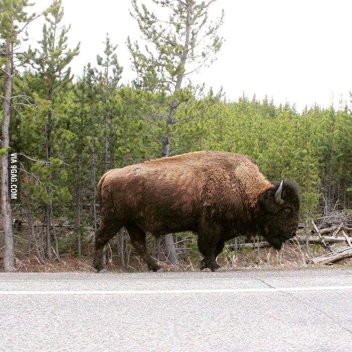 "Bye dad, I'm off to school" "Bye-son" - 9GAG