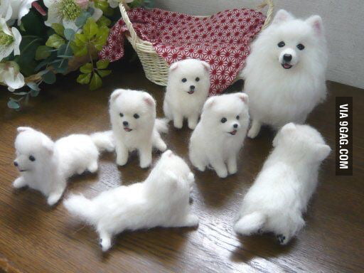 Little fluff balls - 9GAG