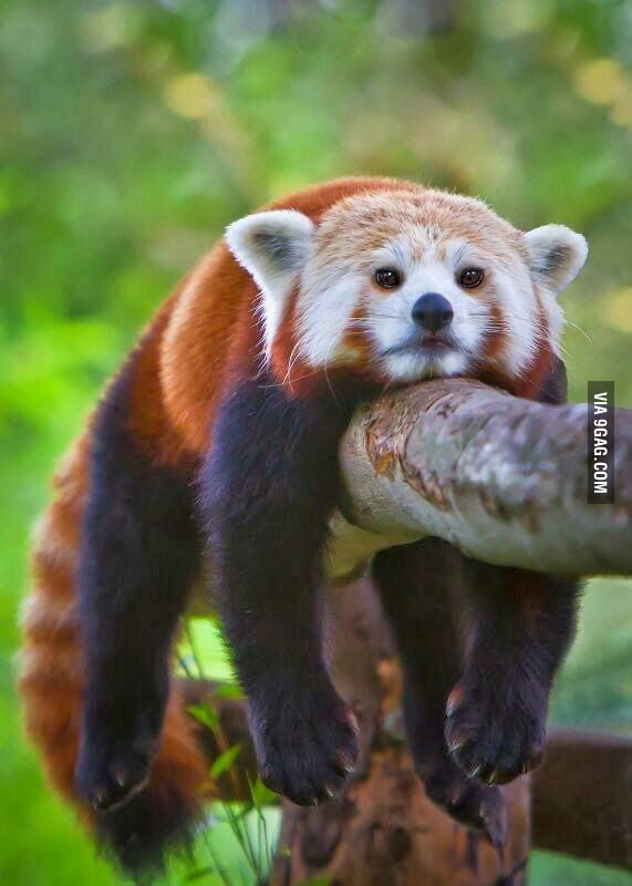Red Panda or a sloth? : r/redpandas