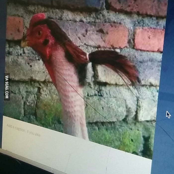 Best photo on the internet a chicken with a ponytail LMFAO - 9GAG