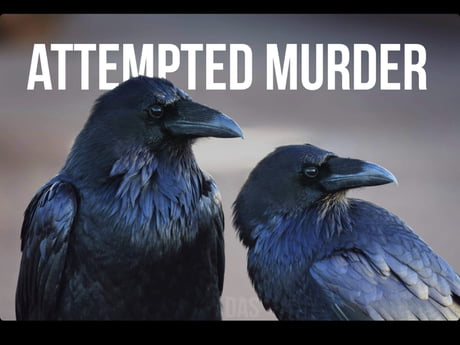 Funny Raven Memes Funny Raven Pictures