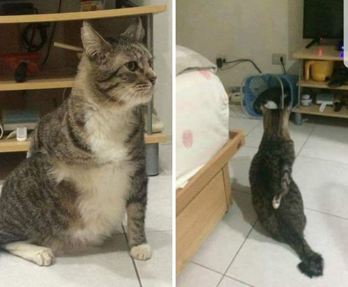 Strong and independent cat - 9GAG