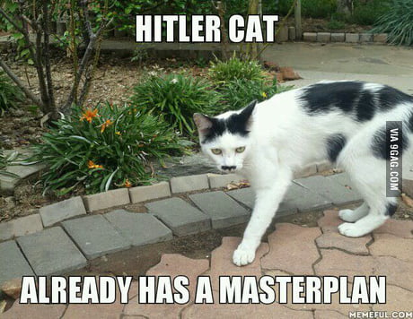 Hitler Cat Meme THAT'S MY CAT..... Meme By JELLO960 :) Memedroid