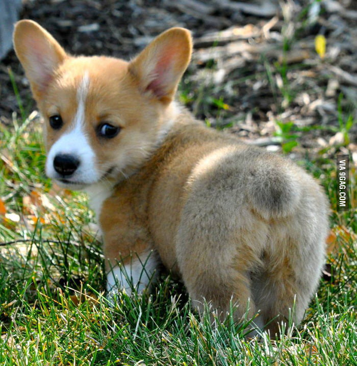 Look at my fluffy butt ... look at it! - 9GAG