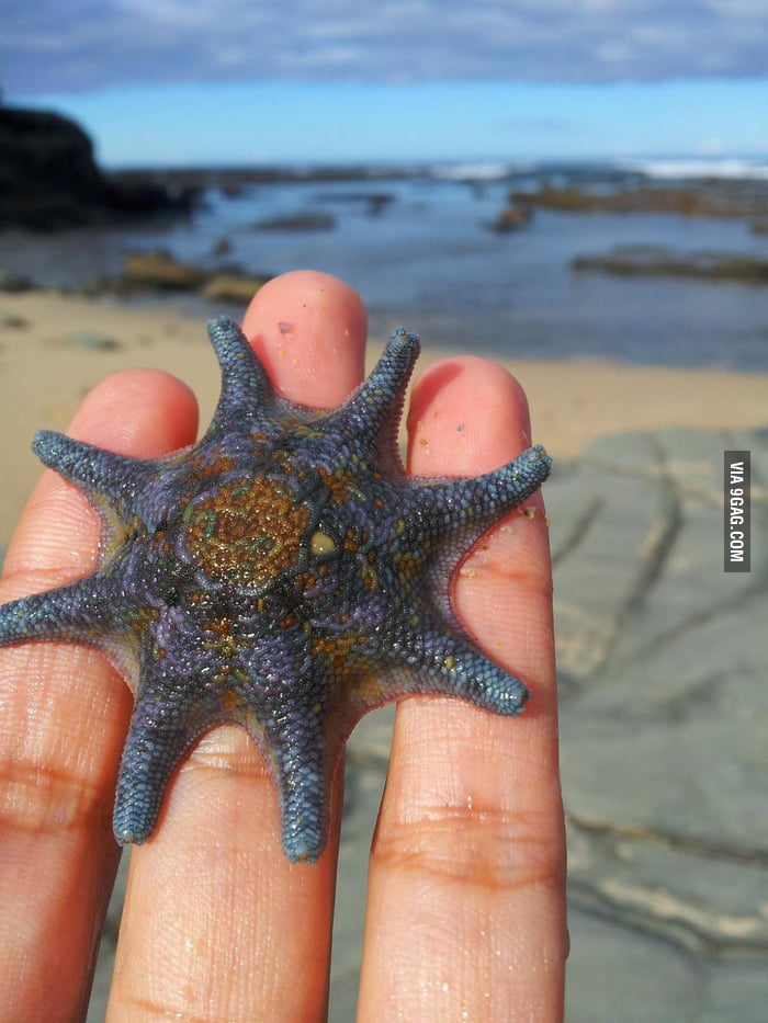 Strayan starfish - 9GAG