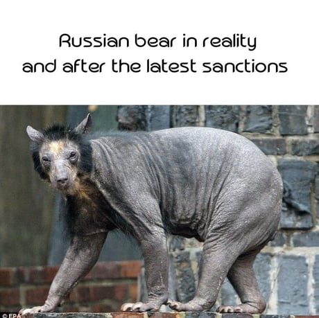 Poor Bear Memes