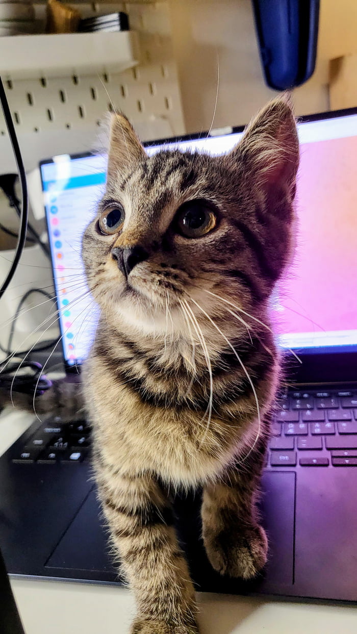 Here's Nami-- to the first of many, many keyboard walks. - 9GAG