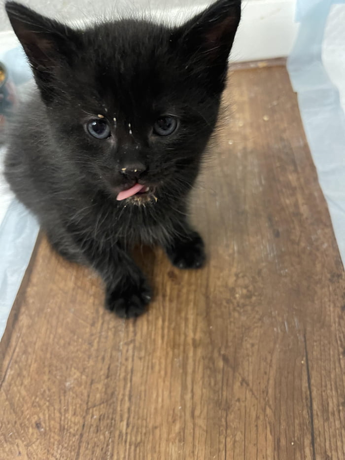 Smol baby big chomps - 9GAG