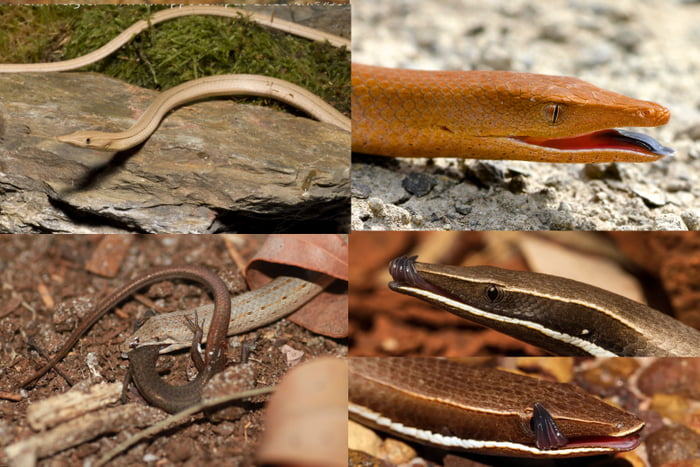 Pygopodidae is a group of Legless Geckos and looks and behaves like ...