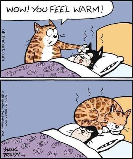 Cat logic.... - 9GAG