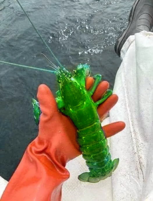 This Green Lobster caught off the coast of Krypton yesterday and ...