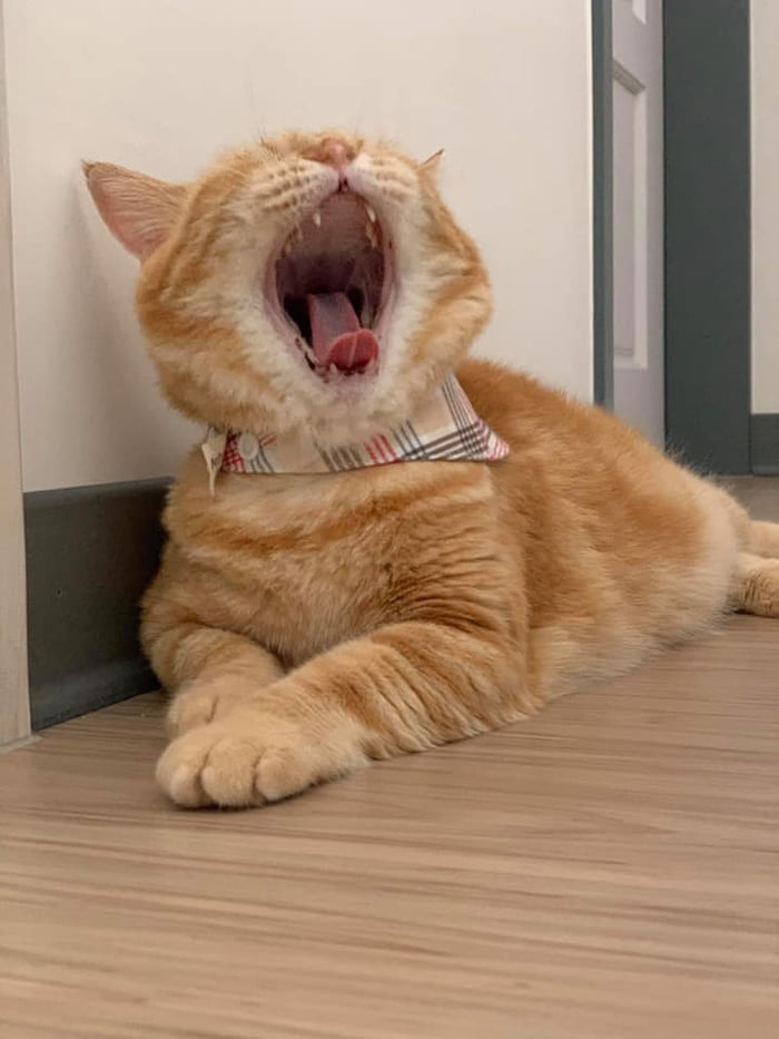 Meet Fat Xiang, The Chonk Who Is Always Tired - 9GAG