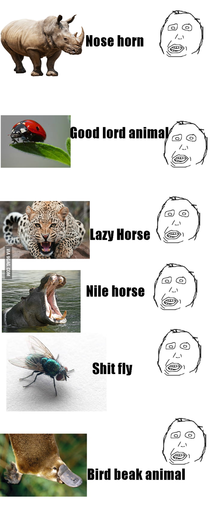 Stupid Dutch animal names - 9GAG