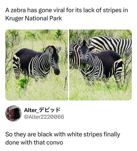 Best Funny zebra Memes - 9GAG
