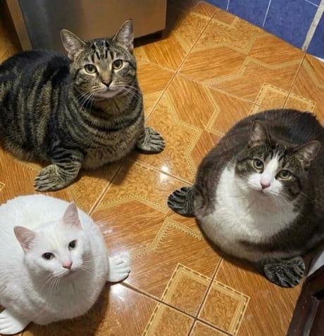 Best Funny chubby Memes - 9GAG