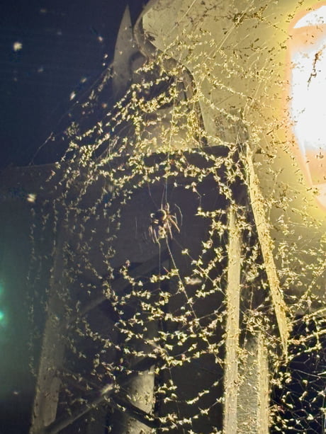 Best Funny spider Memes - 9GAG