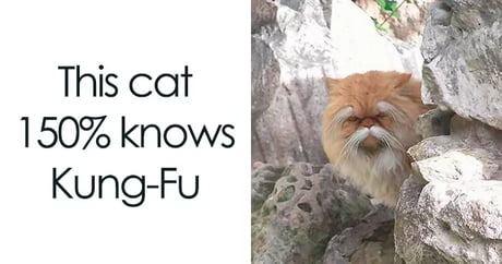 Best Funny kitten Memes - 9GAG