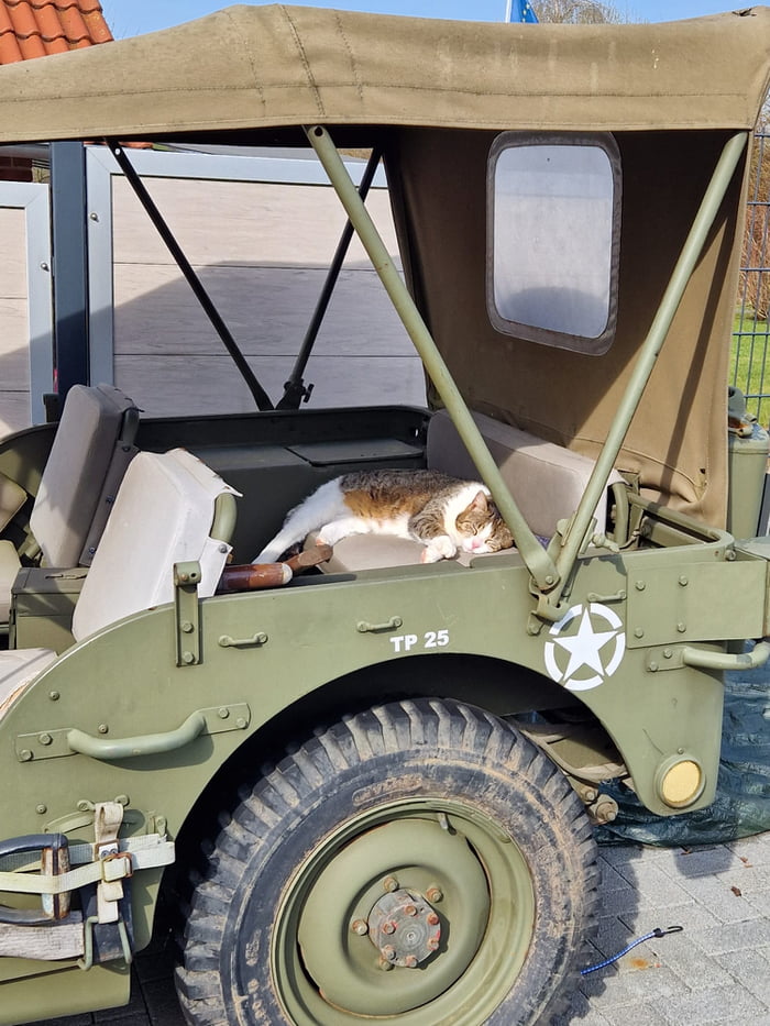 My Cat in a Military Truck from 1940 - 9GAG
