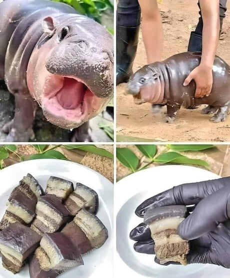 Best Funny moo deng Memes - 9GAG