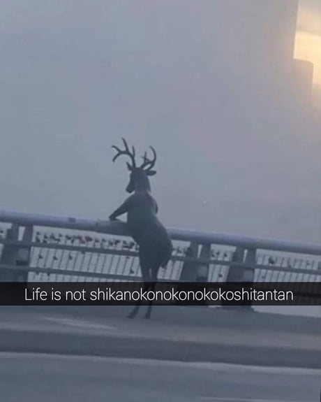 Best Funny my deer friend nokotan Memes - 9GAG
