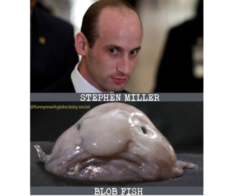 Best Funny stephen miller Memes - 9GAG