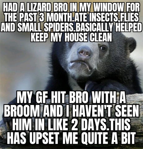 Best Funny lizard Memes - 9GAG