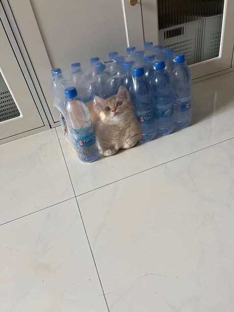 100+ Cat memes, GIFs, Videos and more