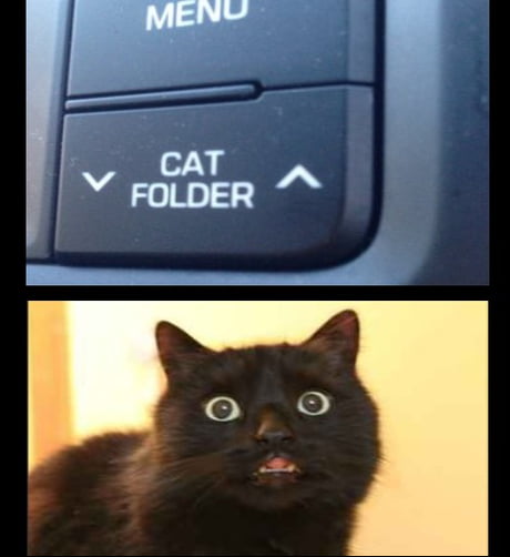 Best Funny do not the cat Memes - 9GAG