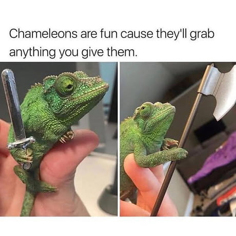 Best Funny lizard Memes - 9GAG
