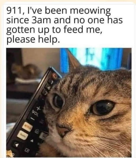 Best Funny meow Memes - 9GAG