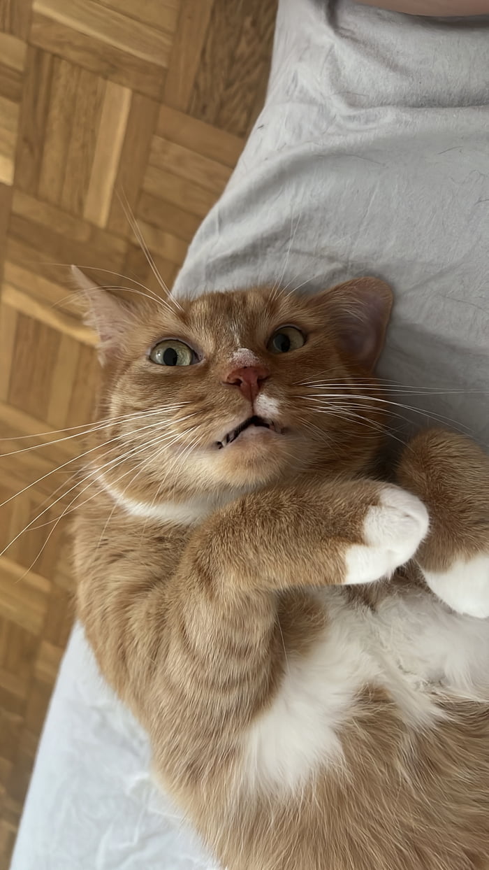 My one orange brain cell - 9GAG