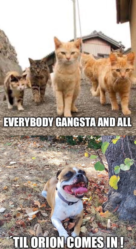 Best Funny gangsta Memes - 9GAG