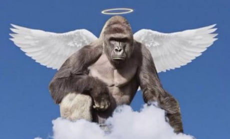 Best Funny angel Memes - 9GAG