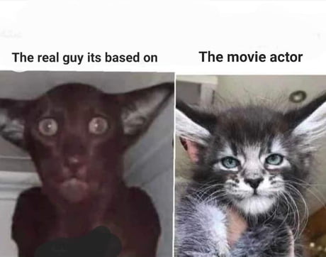Really Cat Meme