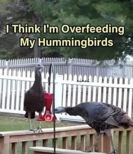 Best Funny hummingbirds Memes - 9GAG