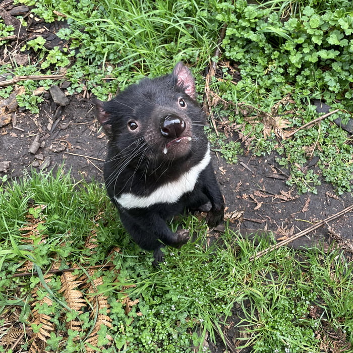 Look at this cute lil tassie devil! (The feetsies!) - 9GAG