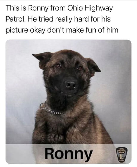 Good Boy Dog Memes 10 Funny Dog Memes To Stoop N Scoop