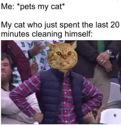 Best Funny cat meme Memes - 9GAG