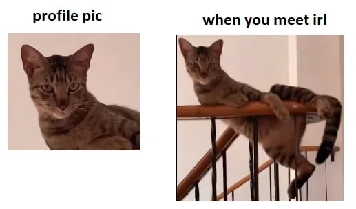 Random cat pic - 9GAG