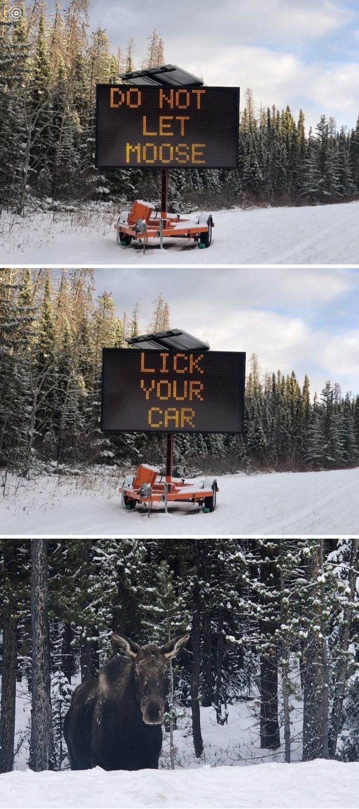 Dude staring at you like "do you find this a-moose-ing??" - 9GAG