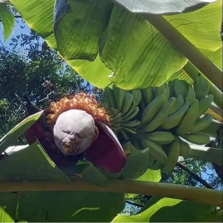 Best Funny banana Memes - 9GAG