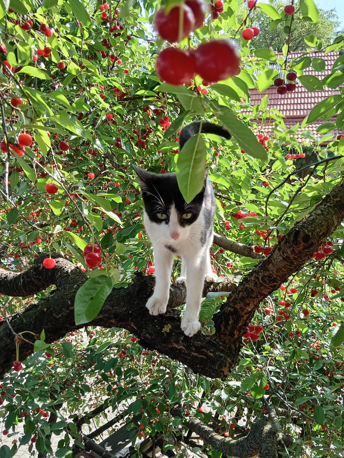 The best cherry picker, Marci - 9GAG