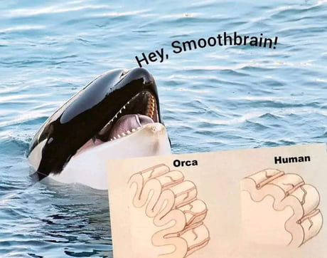 Best Funny orcas Memes - 9GAG